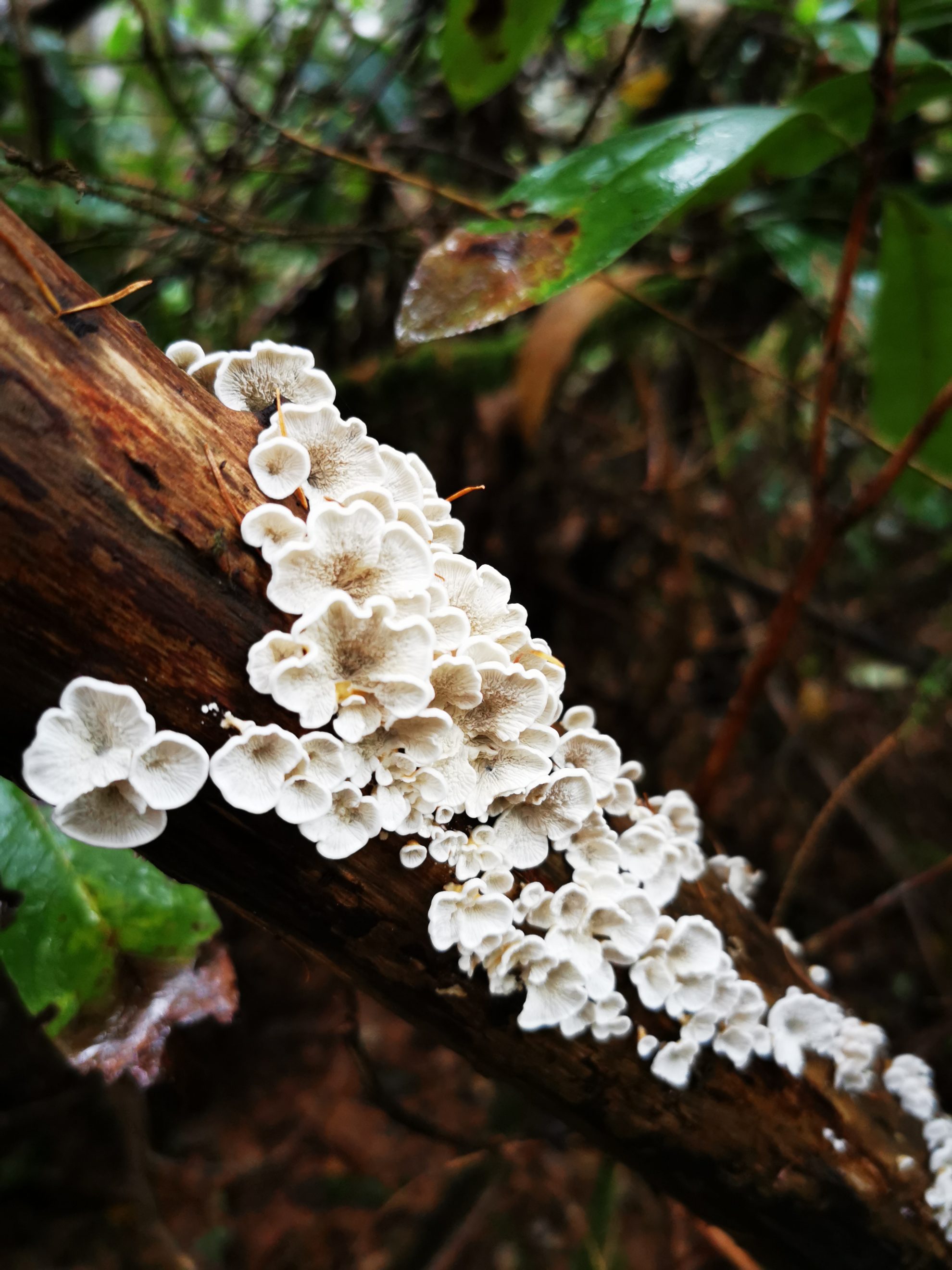 Shortlist – Adult Competition – CCDT