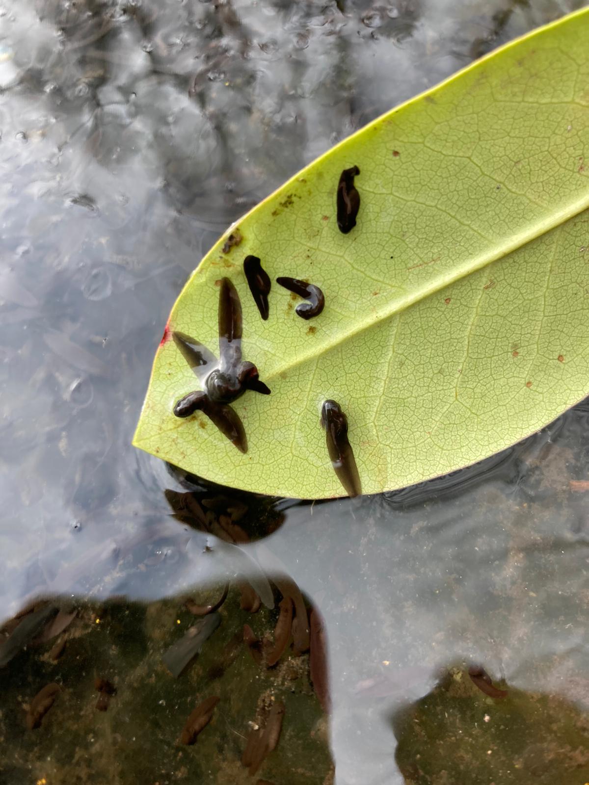 Tadpole Activity at Lily Pond – CCDT