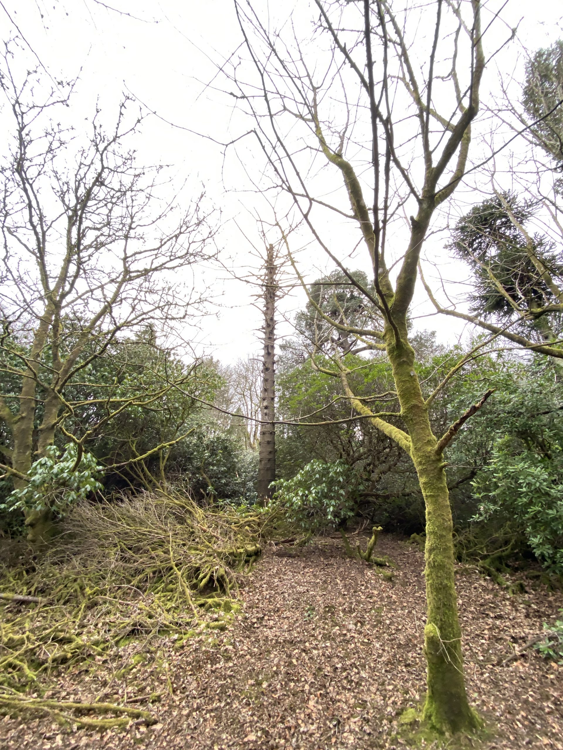 Tree Safety Work – CCDT