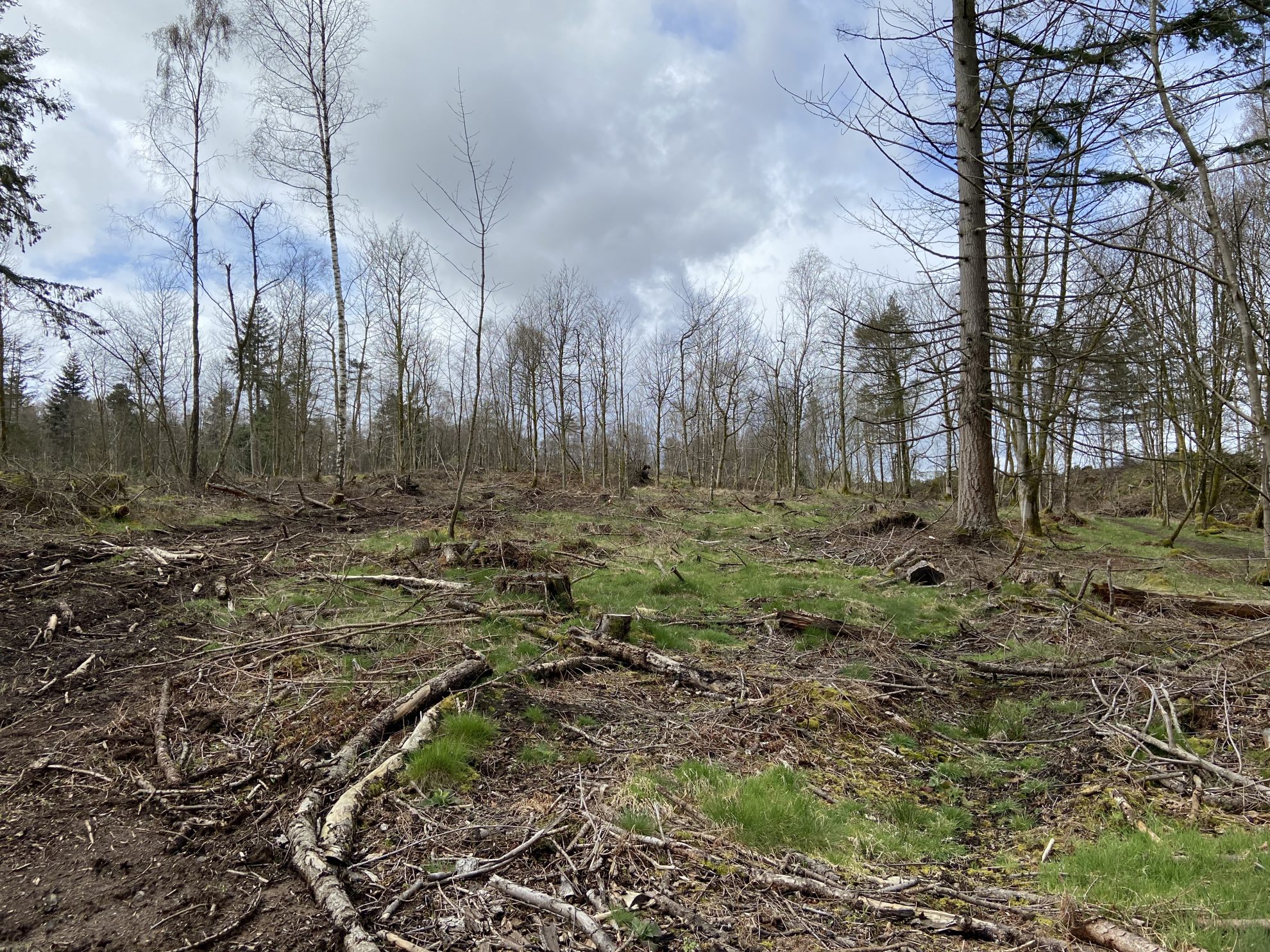Why are the woods such a mess? – CCDT