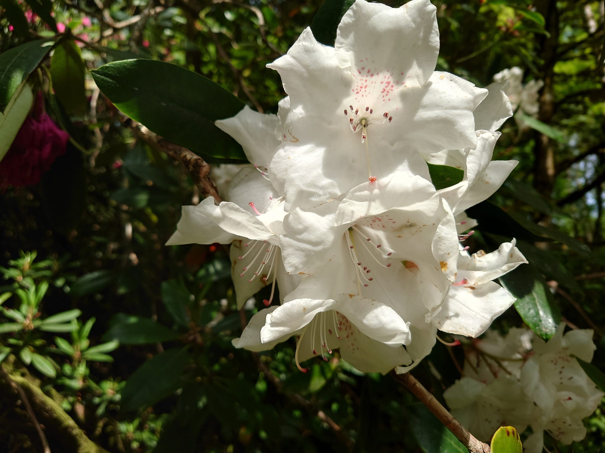 Early Summer Update – CCDT