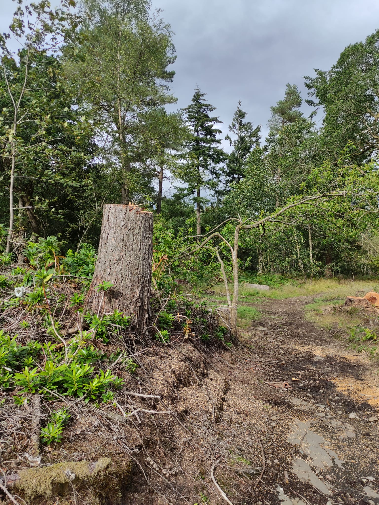 Chainsaw Carving Project – CCDT