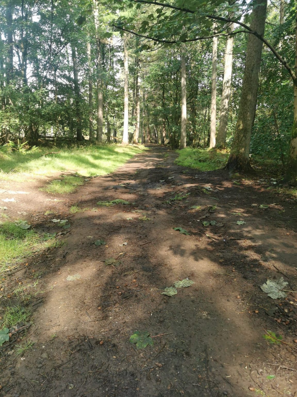 Accessible Path Survey – CCDT